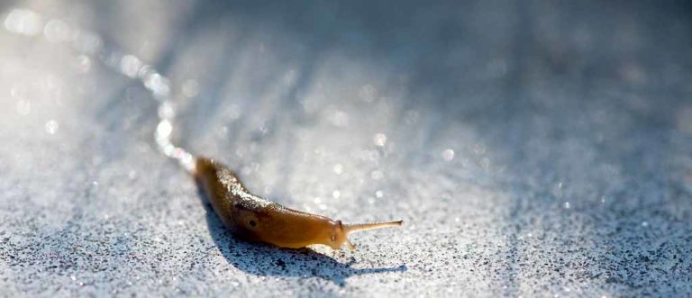 How to get rid of slugs naturally