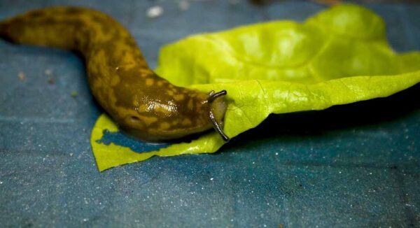 How to get rid of slugs naturally