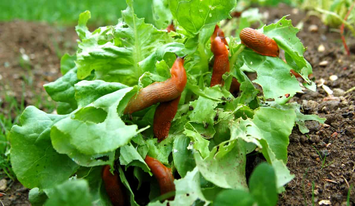 How to get rid of slugs naturally - The Backyard Farmer