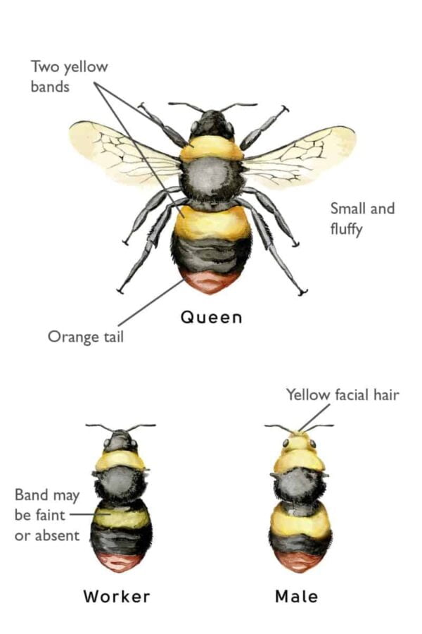 Early Bumblebee Identification Guide for Beginners