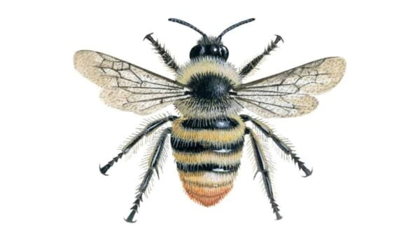 Shrill carder bee (Rare)