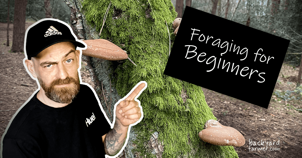 Foraging for Beginners UK: Your Essential Guide
