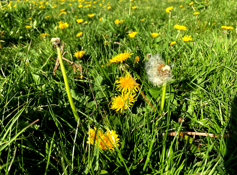 The Dandelion - health, nutrition & tea - The Backyard Farmer