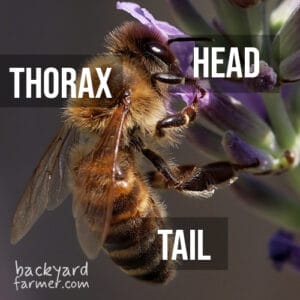 Bee Identification UK – Free Bee ID Tool & Guide