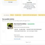 Bee Identification UK – Complete Guide to British Bees