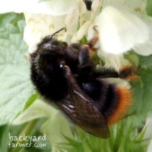 Bee Identification UK – Complete Guide to British Bees