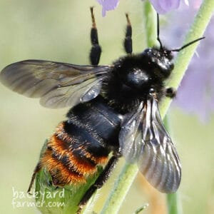Bee Identification UK – Complete Guide to British Bees