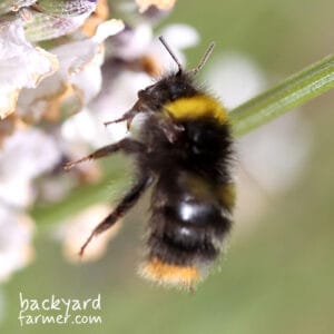 Tree Bumblebee Identification: A Complete Guide
