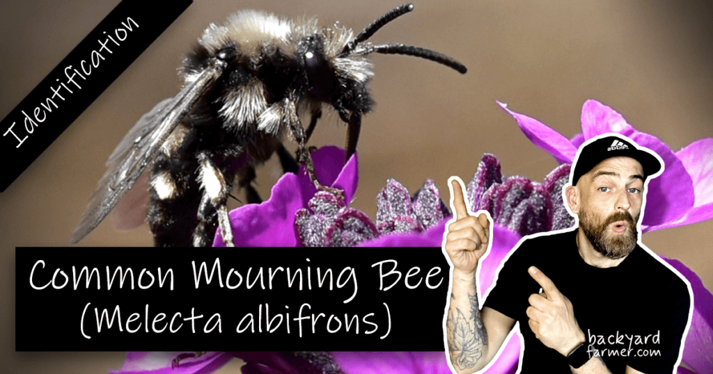 Common Mourning Bee UK: ID Guide (Melecta albifrons)