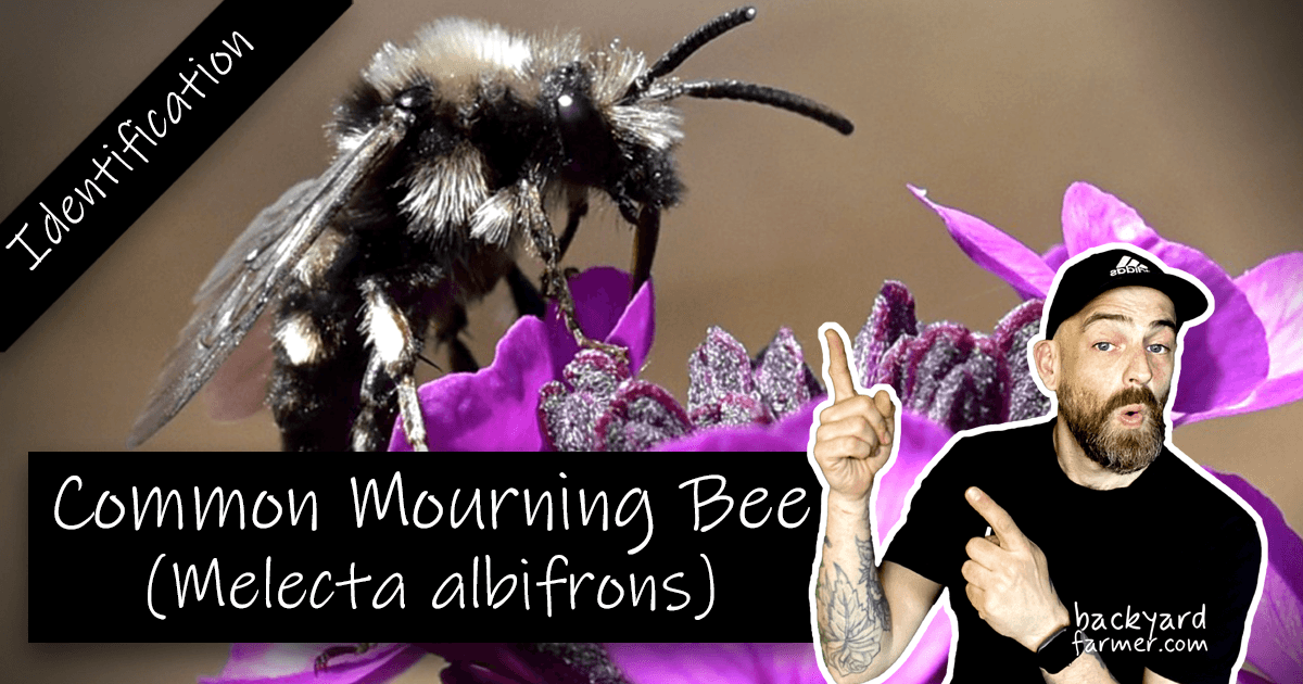 How to Identify the Common Mourning Bee