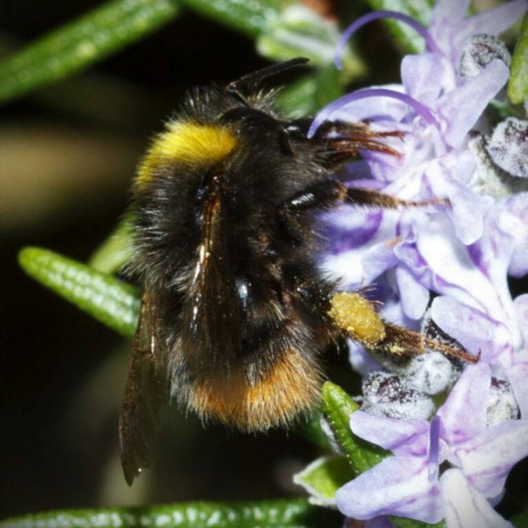 Early Bumblebee Identification Guide for Beginners