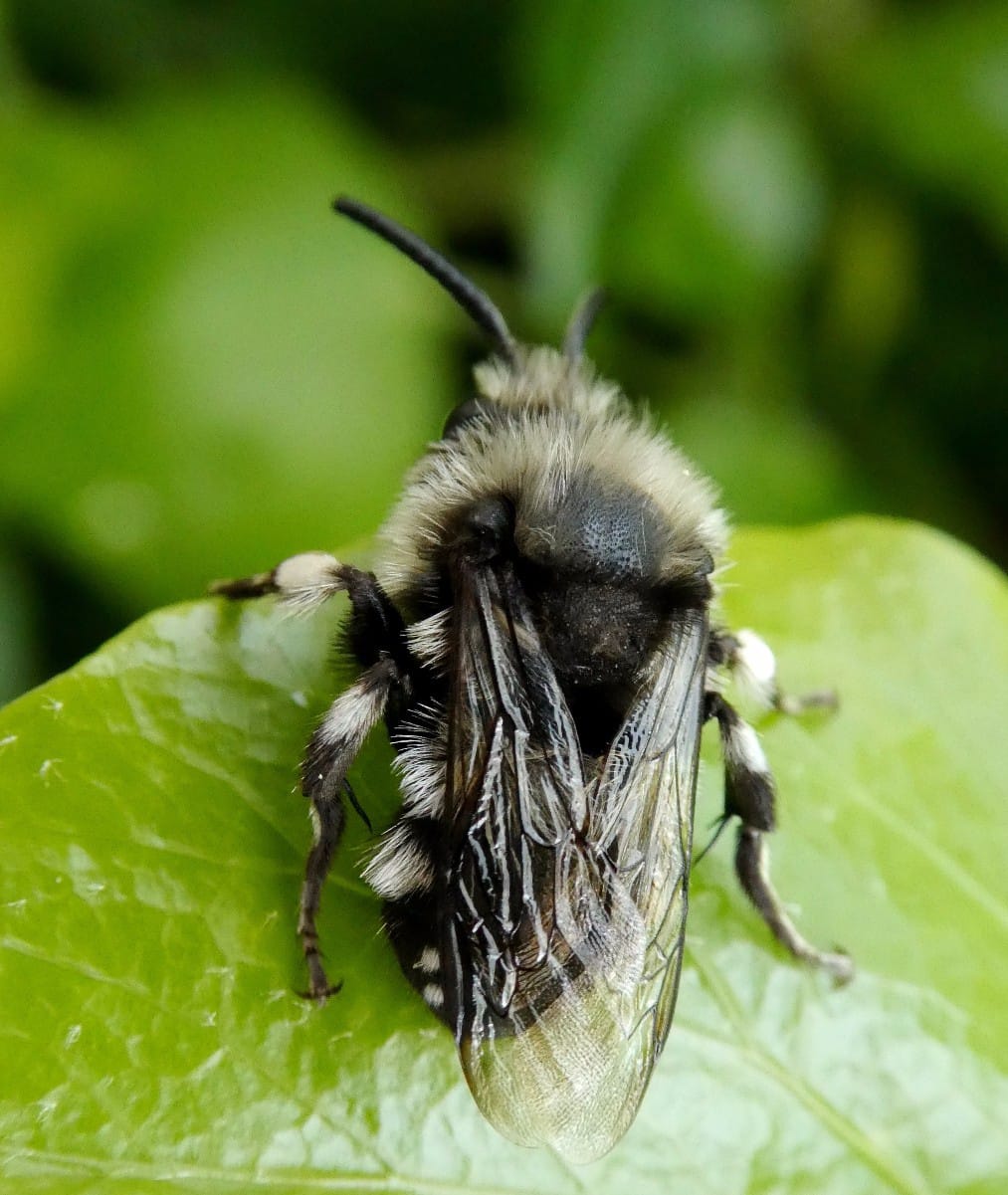 How to Identify the Common Mourning Bee