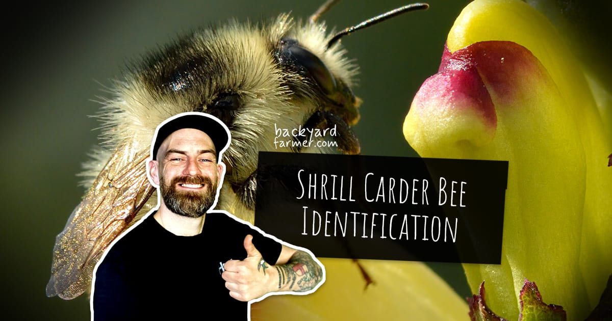 Shrill Carder Bee Identification - The Backyard Farmer
