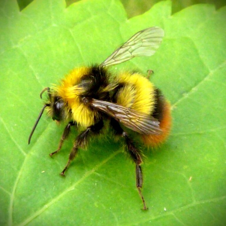 Early Bumblebee Identification Guide for Beginners