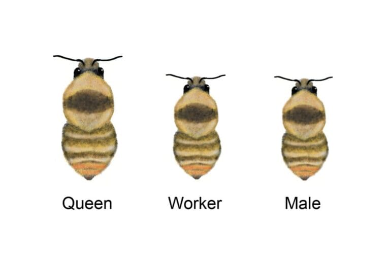 Shrill Carder Bee Identification - The Backyard Farmer