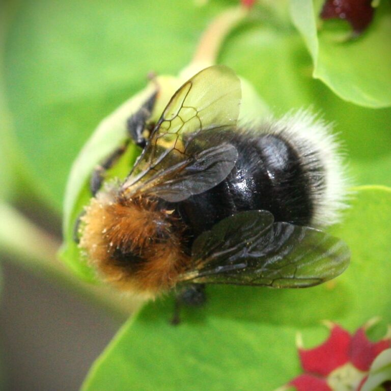 Tree Bumblebee Identification: A Complete Guide