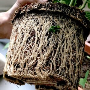 How to Grow Chillies Indoors in the UK (Beginner’s Guide)