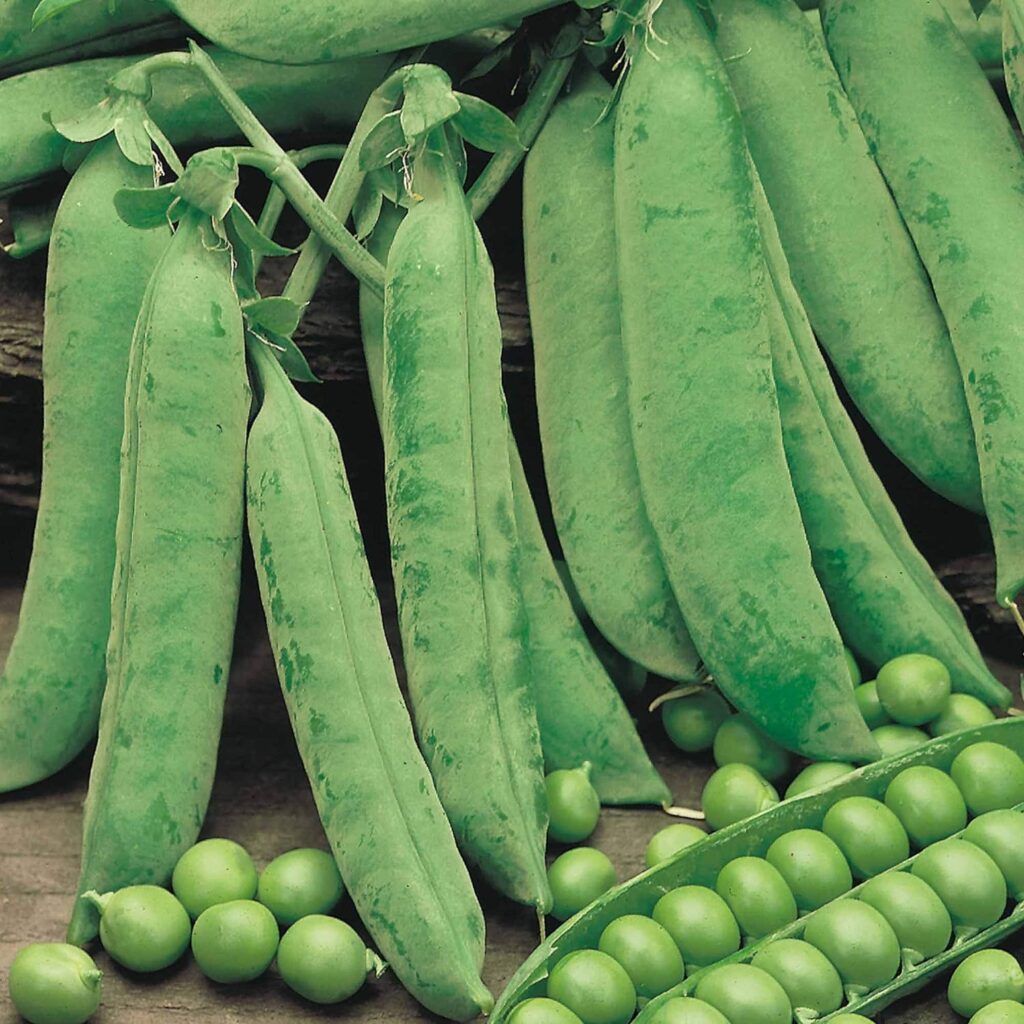 Different types of Pea - The Backyard Farmer