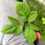 How to Get Rid of Ground Elder (UK Garden Guide)