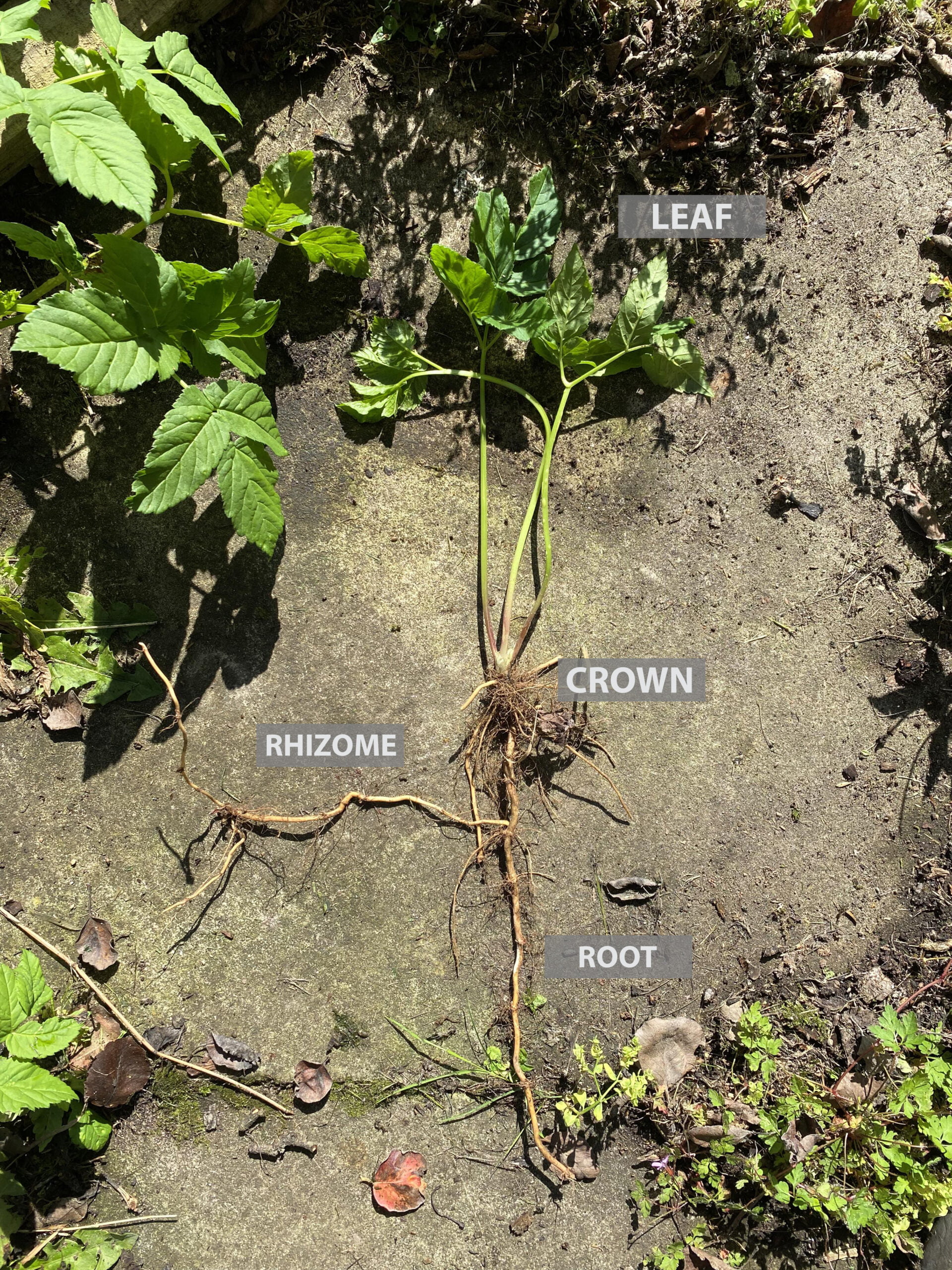 How to Get Rid of Ground Elder (UK Garden Guide)