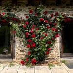 When to Prune Roses: A Complete Guide