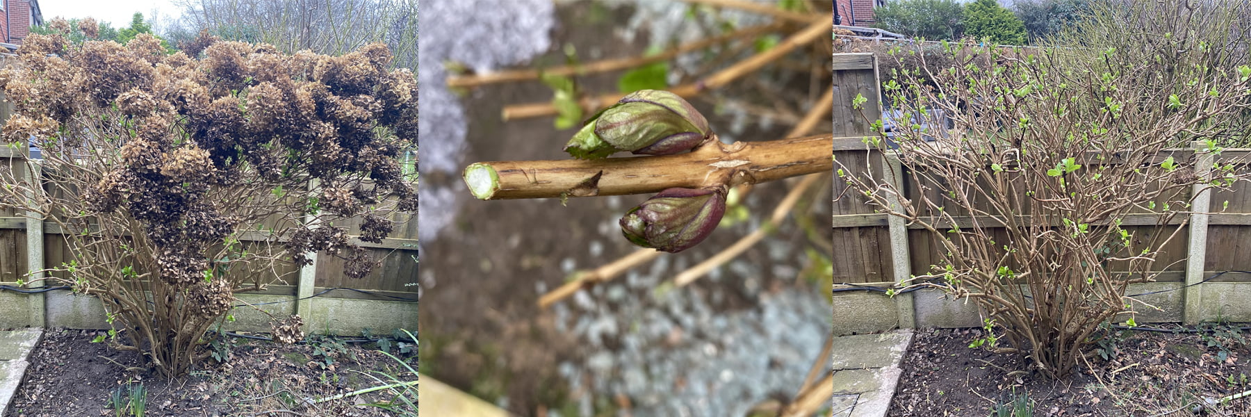 Pruning Hydrangeas A Complete Guide For Uk Gardens