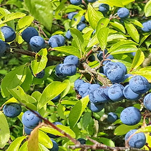 Foraging in the UK for beginners - The Backyard Farmer