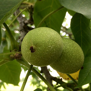 Foraging for Beginners in the UK: A Comprehensive Guide