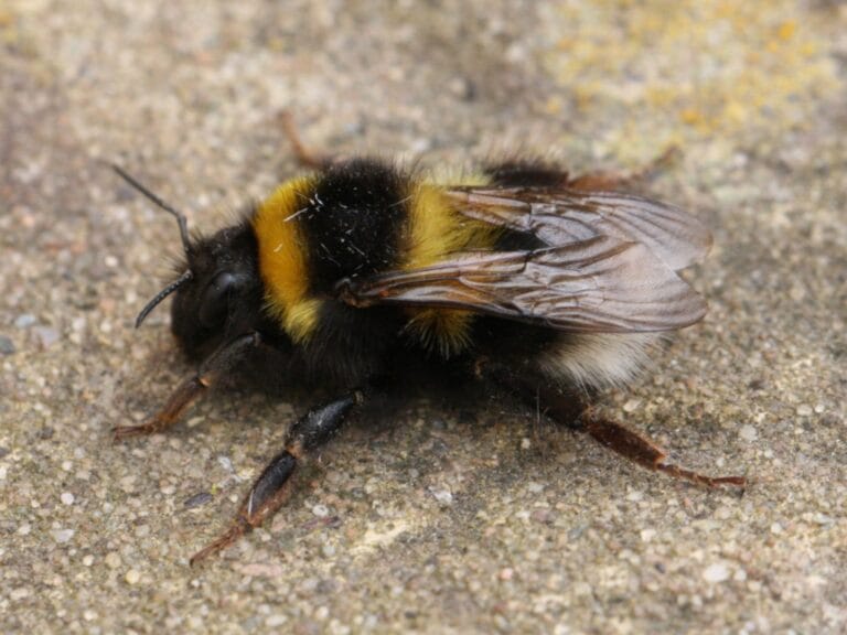 Bee Identification: A Comprehensive Guide to UK Species