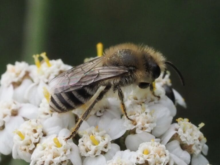 Bee Identification: A Comprehensive Guide to UK Species