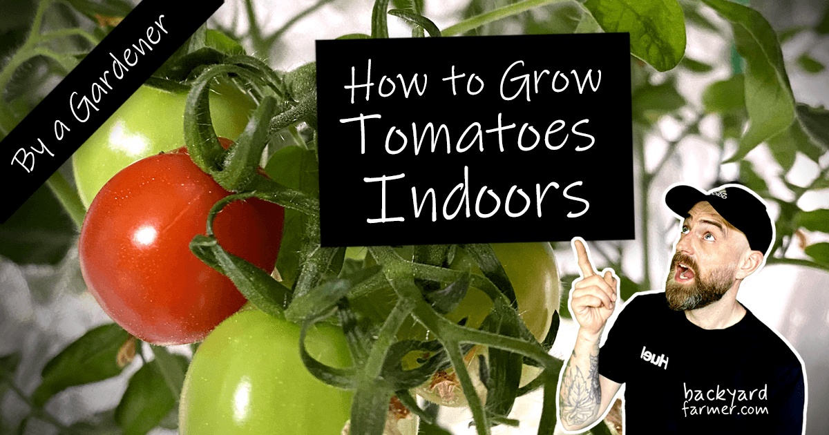 How to Grow Tomatoes Indoors With Lights (Easy Guide 2026)