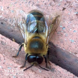 The Western Honey Bee (Apis mellifera) Indentification