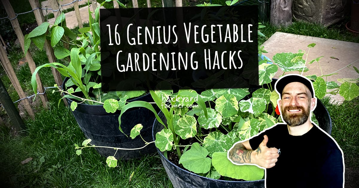 Vegetable Gardening Hacks to Boost Productivity