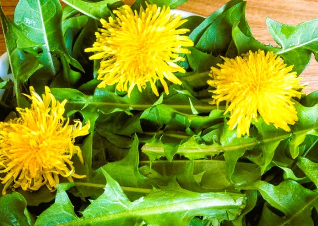 Dandelion Nutrition: A Guide to Health and Wellness