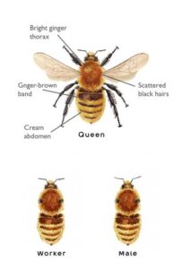 The Common Carder Bee (Bombus pascuorum) Identification