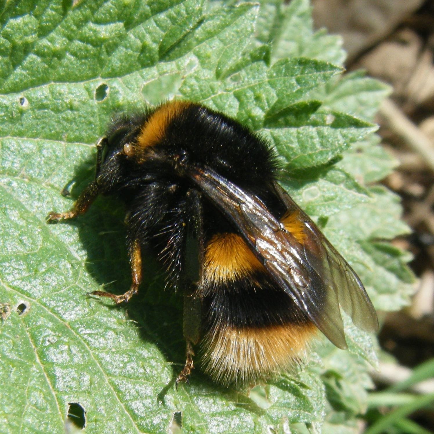 Buff-tailed bumblebee (Bombus terrestris) Identification