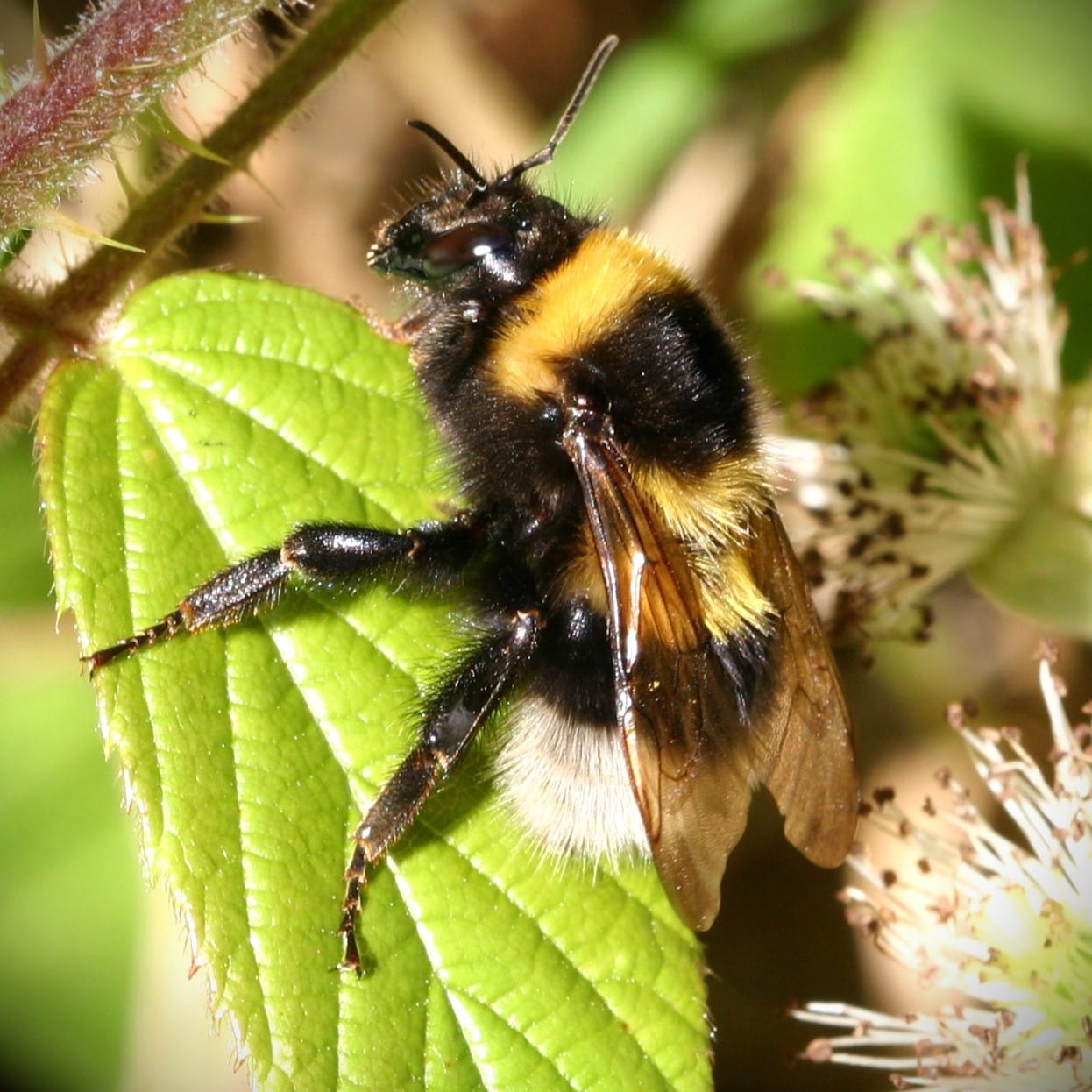 Garden Bumblebee (Bombus hortorum) Identification