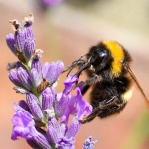 Buff-tailed bumblebee (Bombus terrestris) Identification