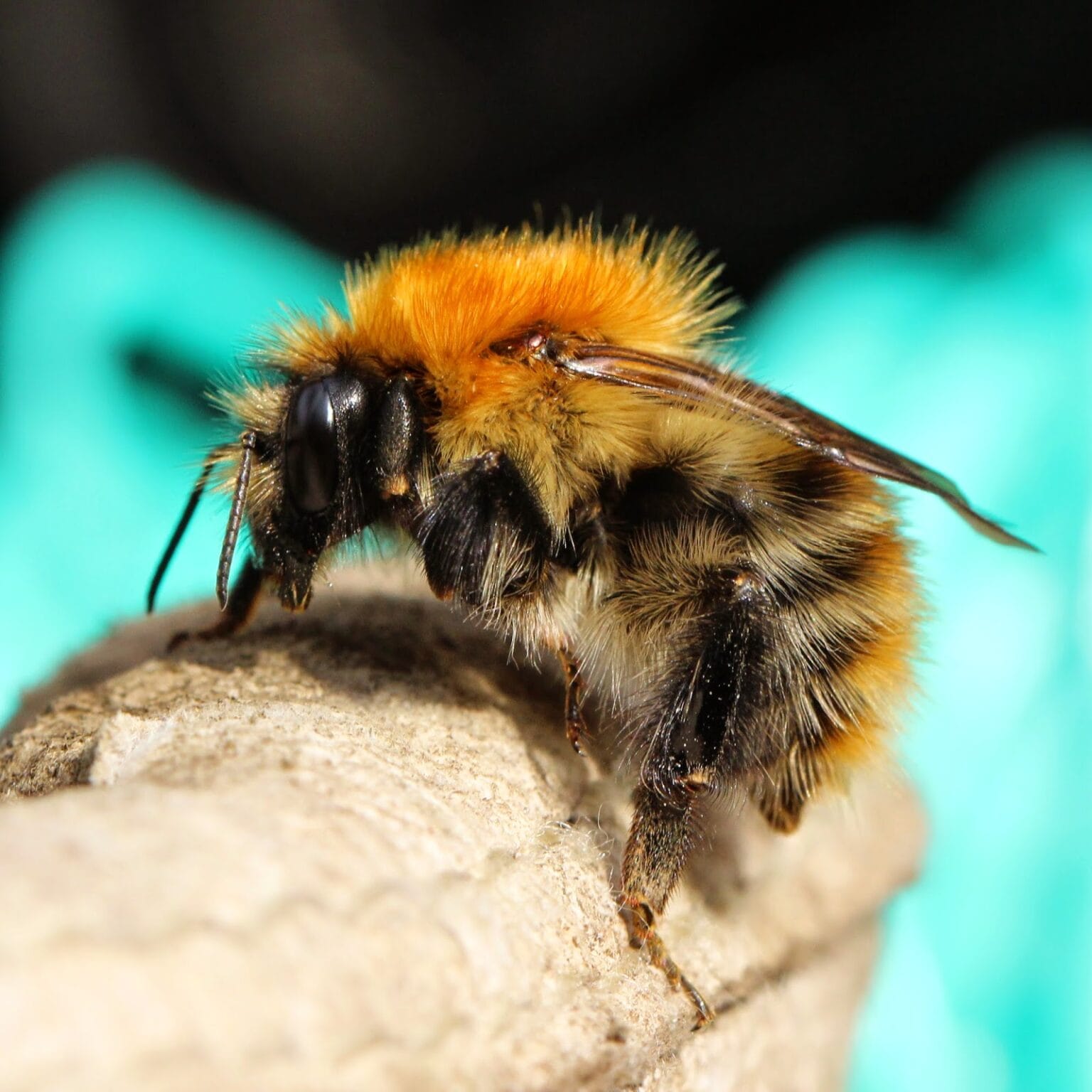 The Common Carder Bee (Bombus pascuorum) Identification