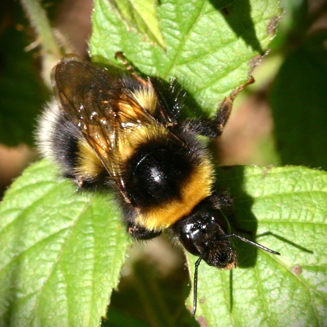 Garden Bumblebee (Bombus hortorum) Identification