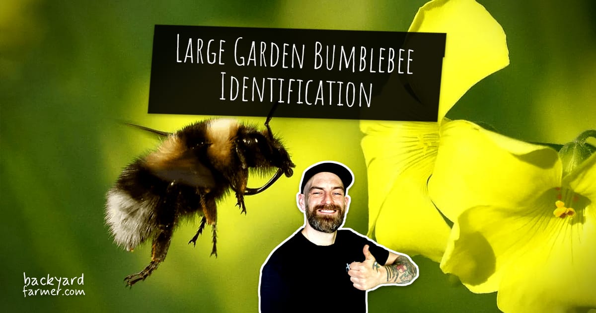 Large Garden Bumblebee: How to Identify & Help It Thrive