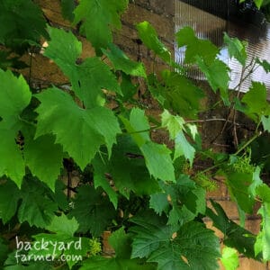 Seedless Grapevines in the UK & Where to buy them