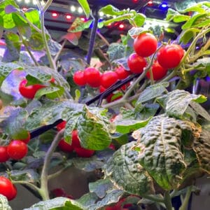 Best Grow Lights for Tomatoes Indoors (2025 Guide)