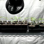 Best Grow Lights for Tomatoes Indoors (2025 Guide)