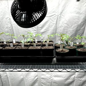 Best Grow Lights for Tomatoes Indoors (2025 Guide)