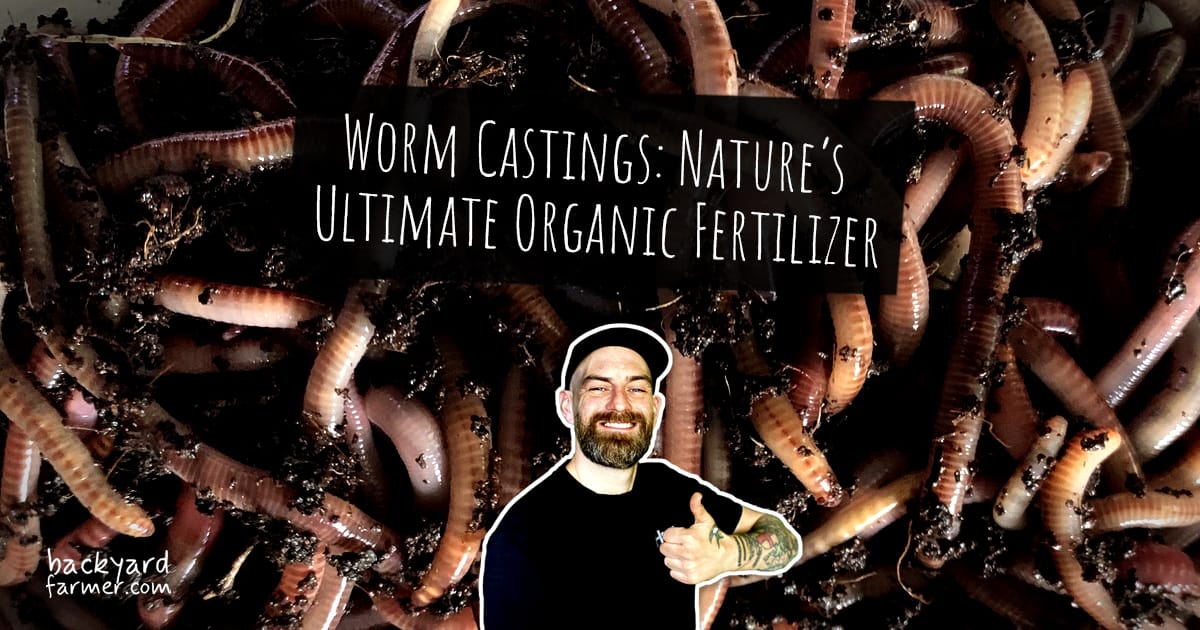 Worm Castings: The Best Organic Fertilizer for Healthy Plants