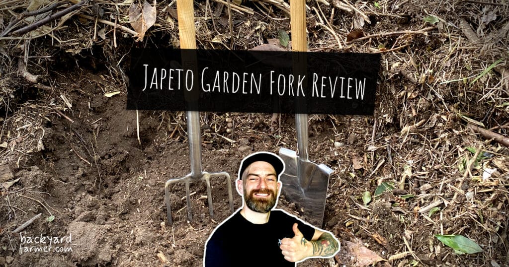 How to grow chillies from seed