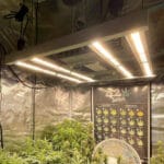 Are Mars Hydro LED Grow Lights Worth It? Full Review