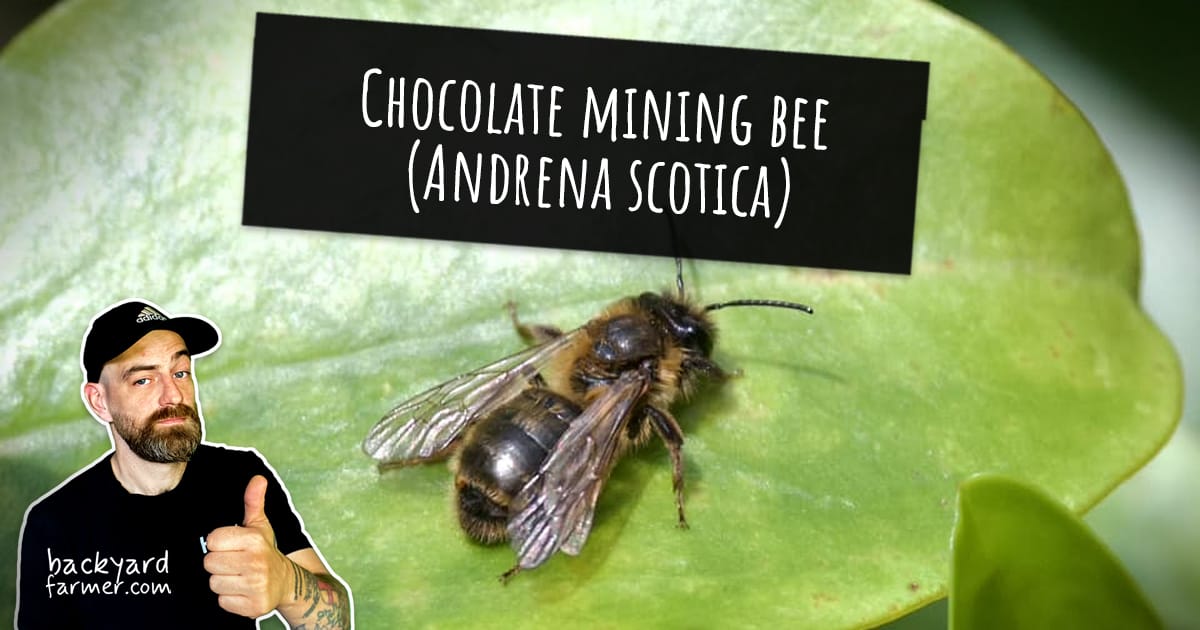Chocolate Mining Bee (Andrena scotica) – UK Identification Guide