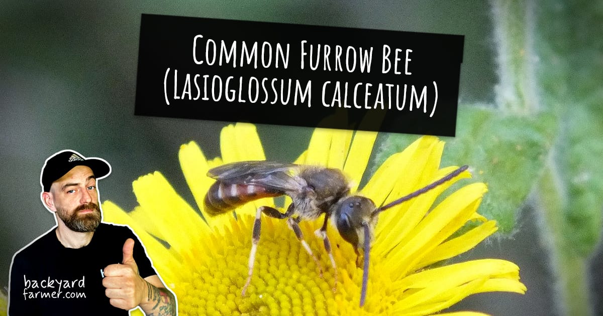 Common Furrow Bee (Lasioglossum calceatum) – UK Identification Guide